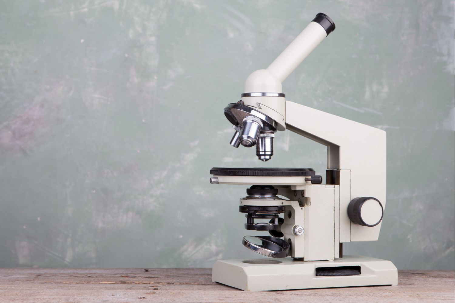 顕微鏡の種類を知って、ミクロの世界の知識を深めよう | microHunter（ミクロハンター）